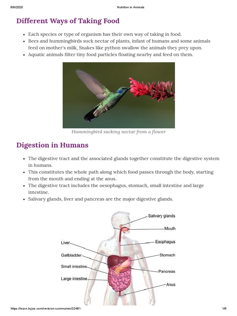 Nutrition in Animals Notes | PDF | Digestion | Human Digestive System