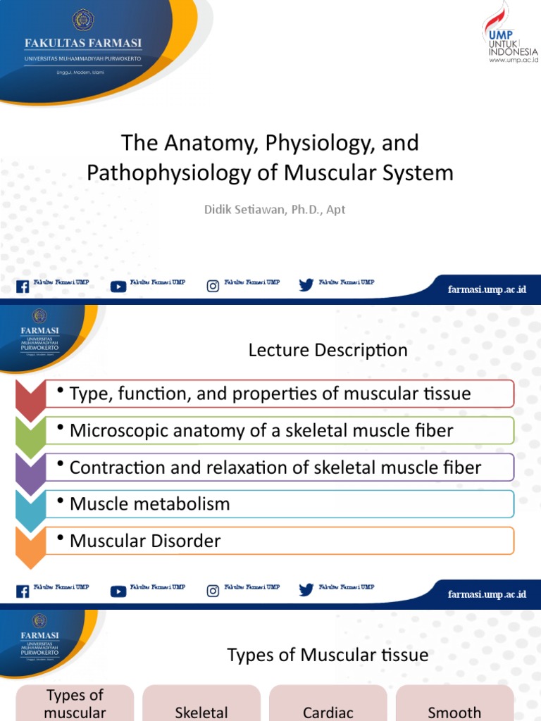 The Anatomy, Physiology, and Pathophysiology of Muscular System | PDF ...