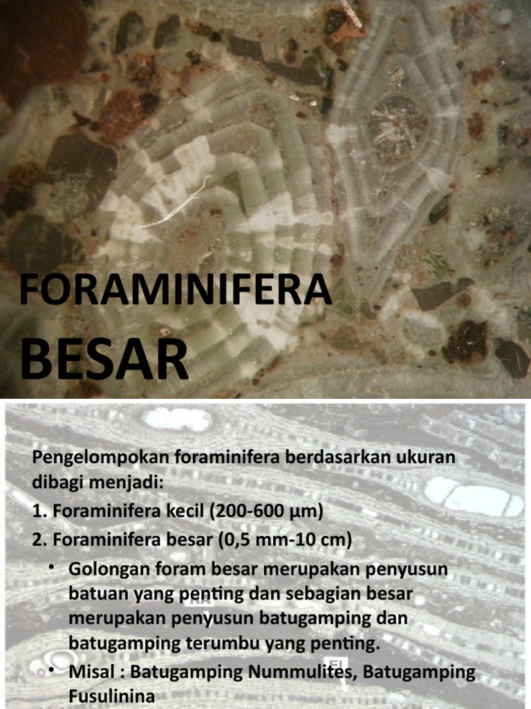Foraminifera Besar | PDF