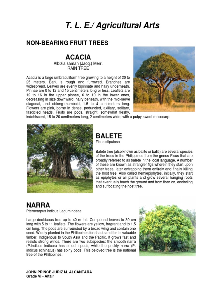 Non Bearing Fruit Trees | PDF | Trees | Botany