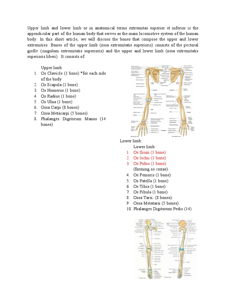 Upper vs Lower Limb: Structure & Function | PDF | Human Leg | Anatomy