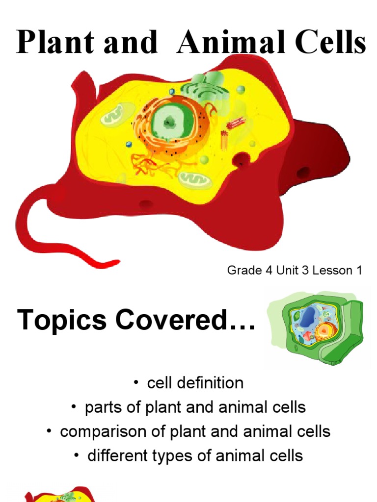 Plant and Animal Cells: Grade 4 Unit 3 Lesson 1 | PDF | Eukaryotes ...