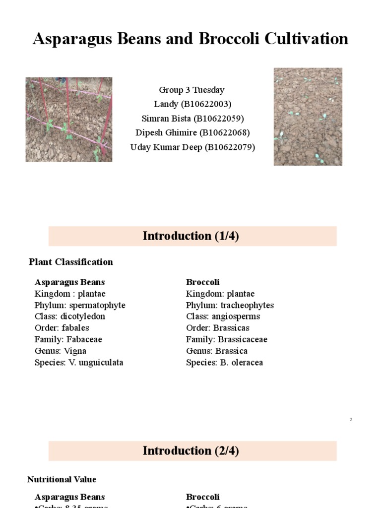 Olericulture PPT Final | PDF | Fertilizer | Soil Fertility