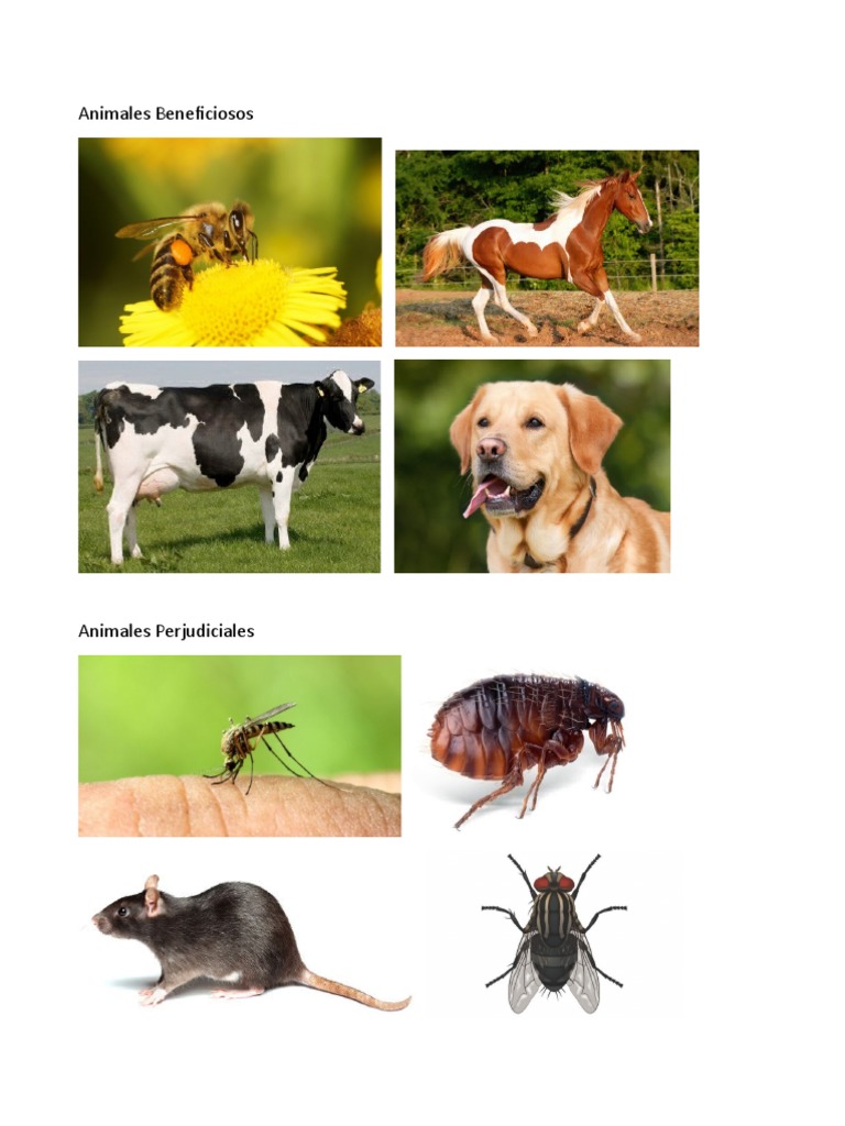 Animales Útiles y Perjudiciales | PDF