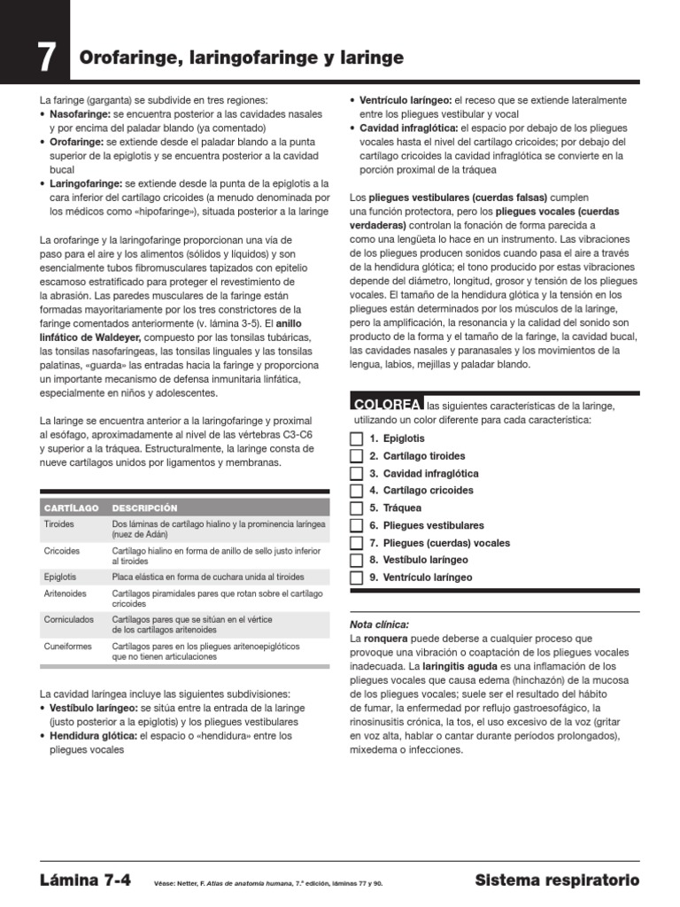 Orofaringe, Laringofaringe y Laringe | PDF | Laringe | Sistema digestivo