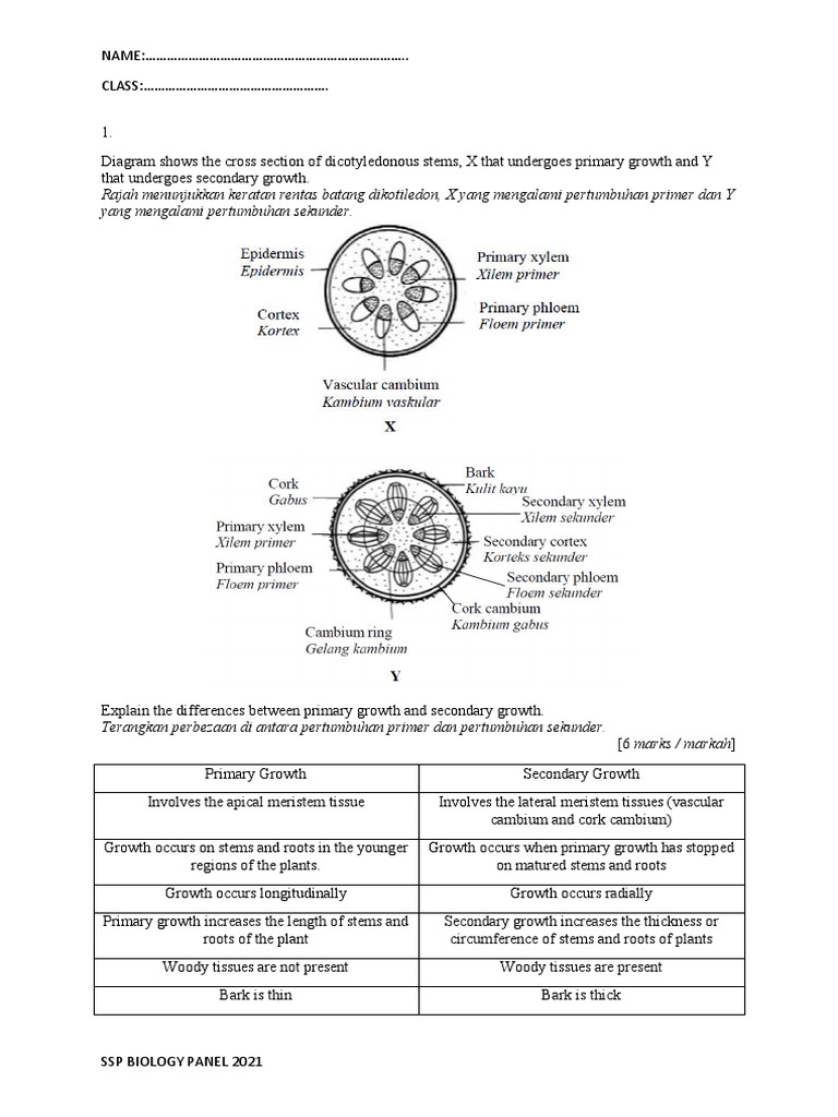 Dicot Stem Growth and Photosynthesis Insights | PDF | Plant Stem | Root