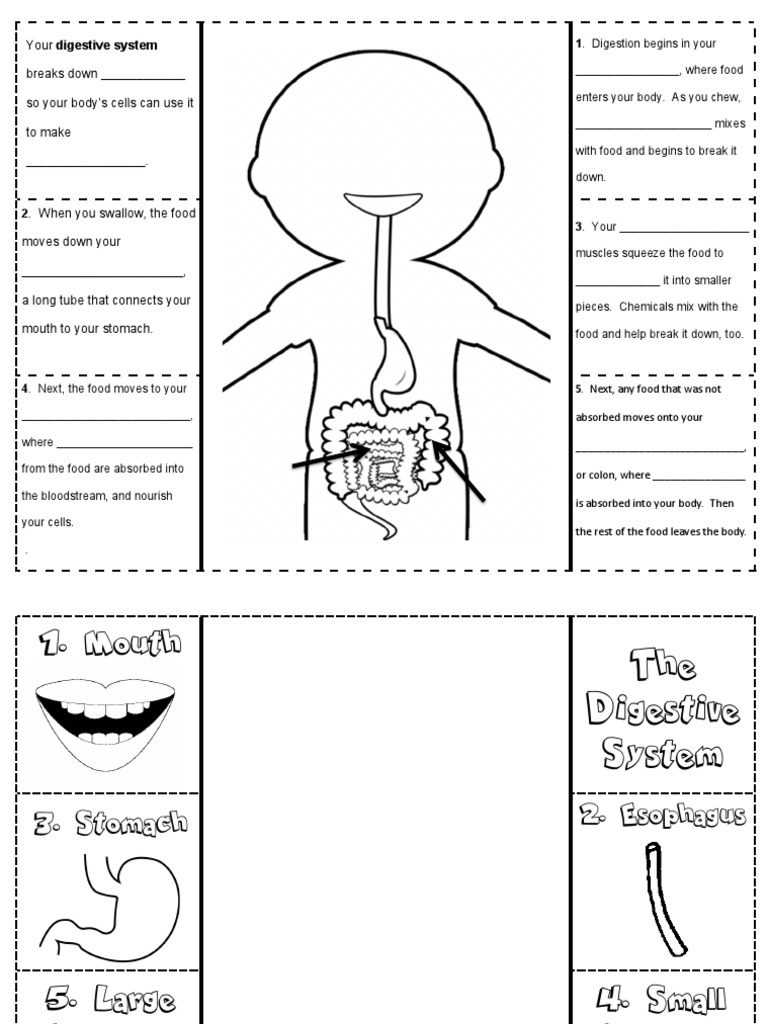 Digestive System Foldable and Article | PDF