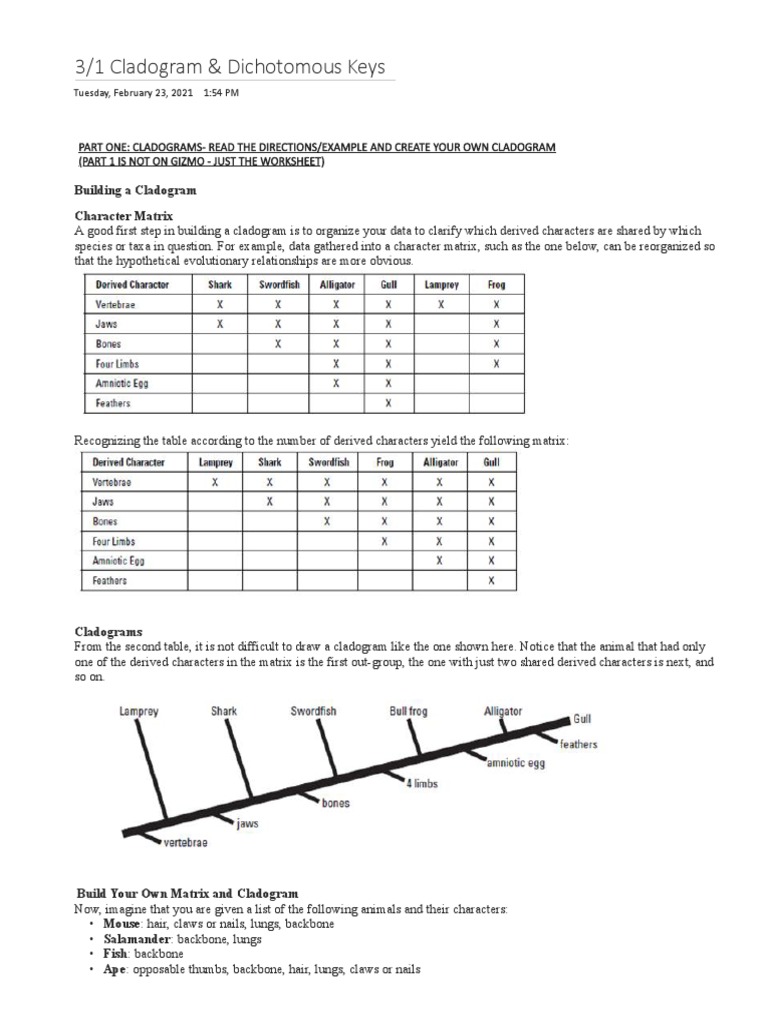 Cladogram and Dichotomous Key Guide | PDF | Nature