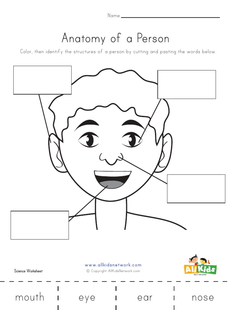 Anatomy Face Worksheet | PDF