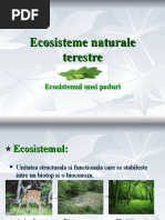 Lanțuri Și Rețele Trofice | PDF