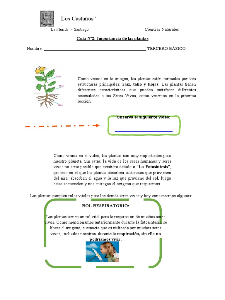 Guía N°2 Importancia de Las Plantas Ciencias Naturales TERCERO BASICO | PDF | Plantas | Arboles