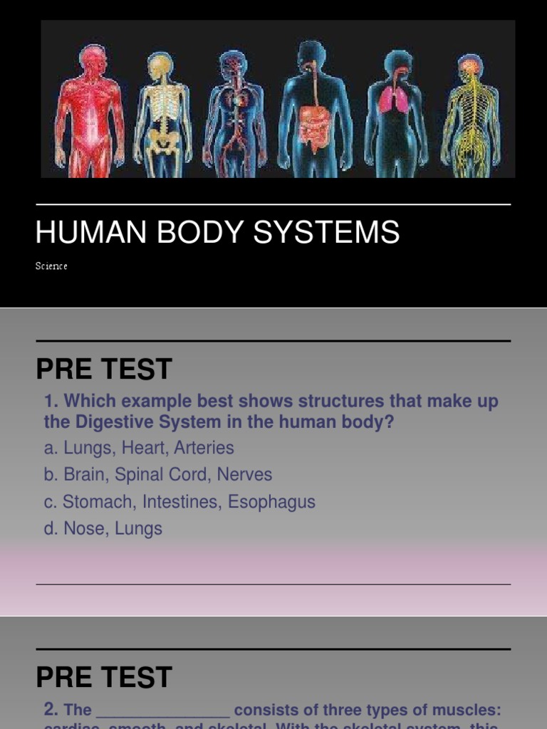 Human Body Systems Quiz | PDF | Human Body | Human Digestive System