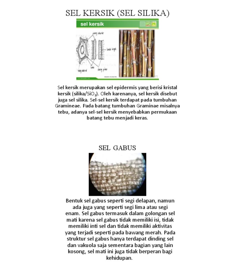 Sel Kersik (Sel Silika) & Sel Gabus | PDF | Sains & Matematika
