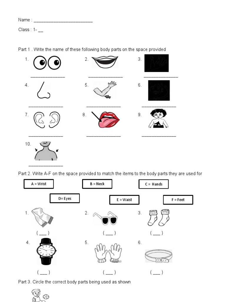 Anatomy Identification Worksheet: Identifying Body Parts and Their Uses ...