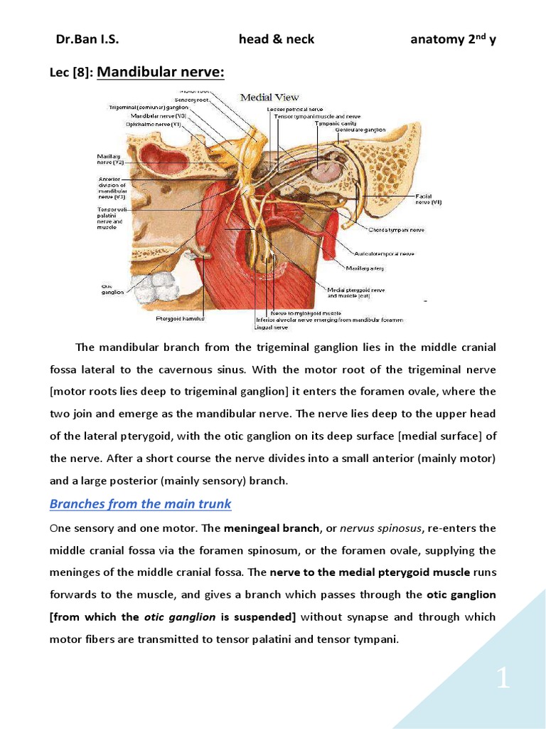 8 Mandibular Nerve | PDF | Tongue | Human Head And Neck