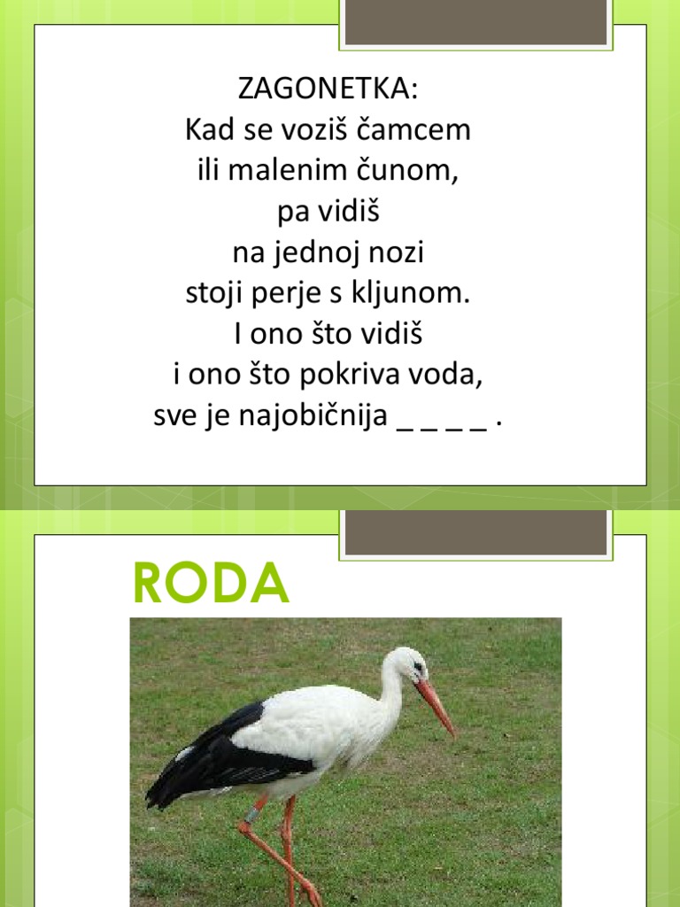 MI Strina Rodo | PDF