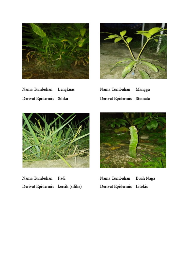 Nama Tumbuhan: Lengkuas Nama Tumbuhan: Mangga Derivat Epidermis: Silika ...