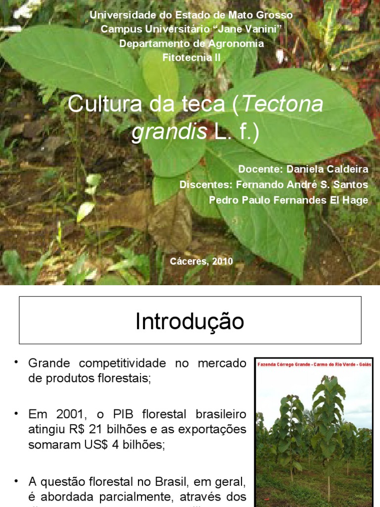 Cultura Da Teca (Tectona Grandis L) | PDF | Silvicultura | Árvores