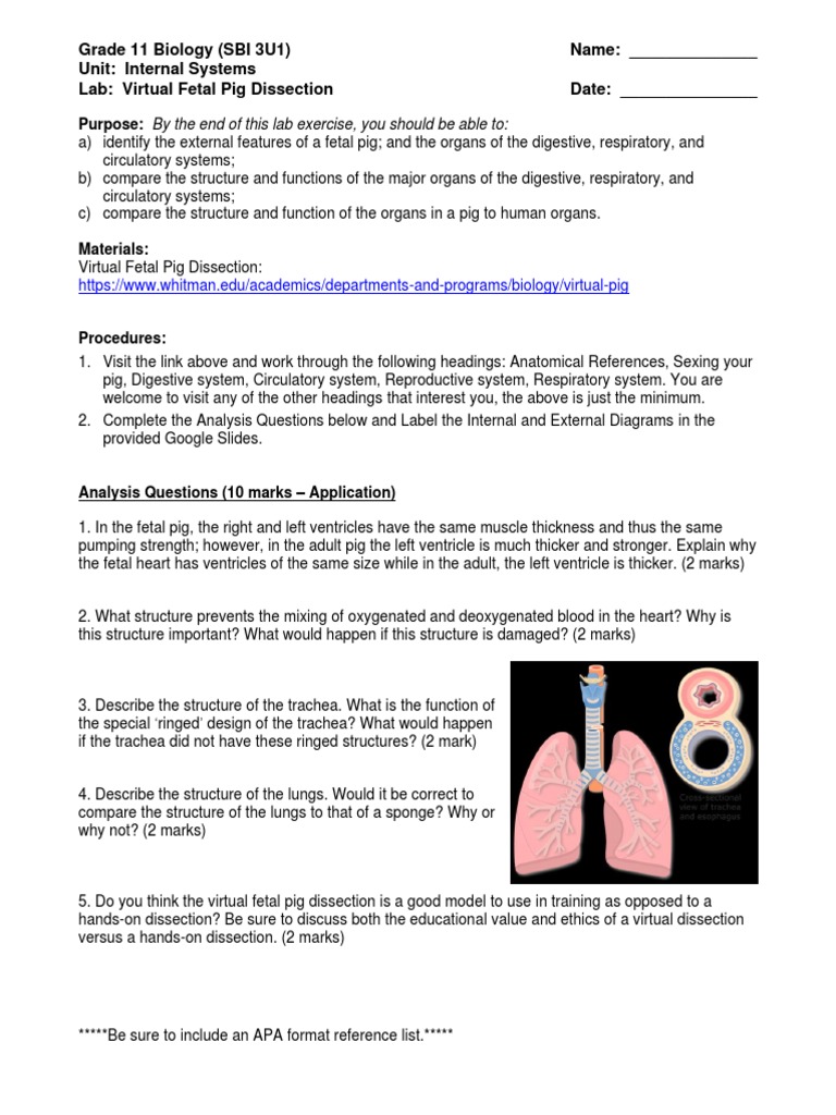Grade 11 Biology (SBI 3U1) Name: - Unit: Internal Systems Lab: Virtual ...