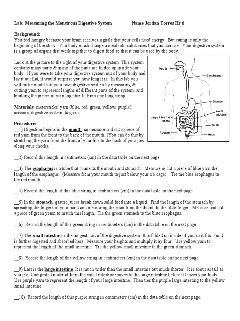 Lab: Measuring The Monstrous Digestive System Name Jordan Torres HR 6 ...