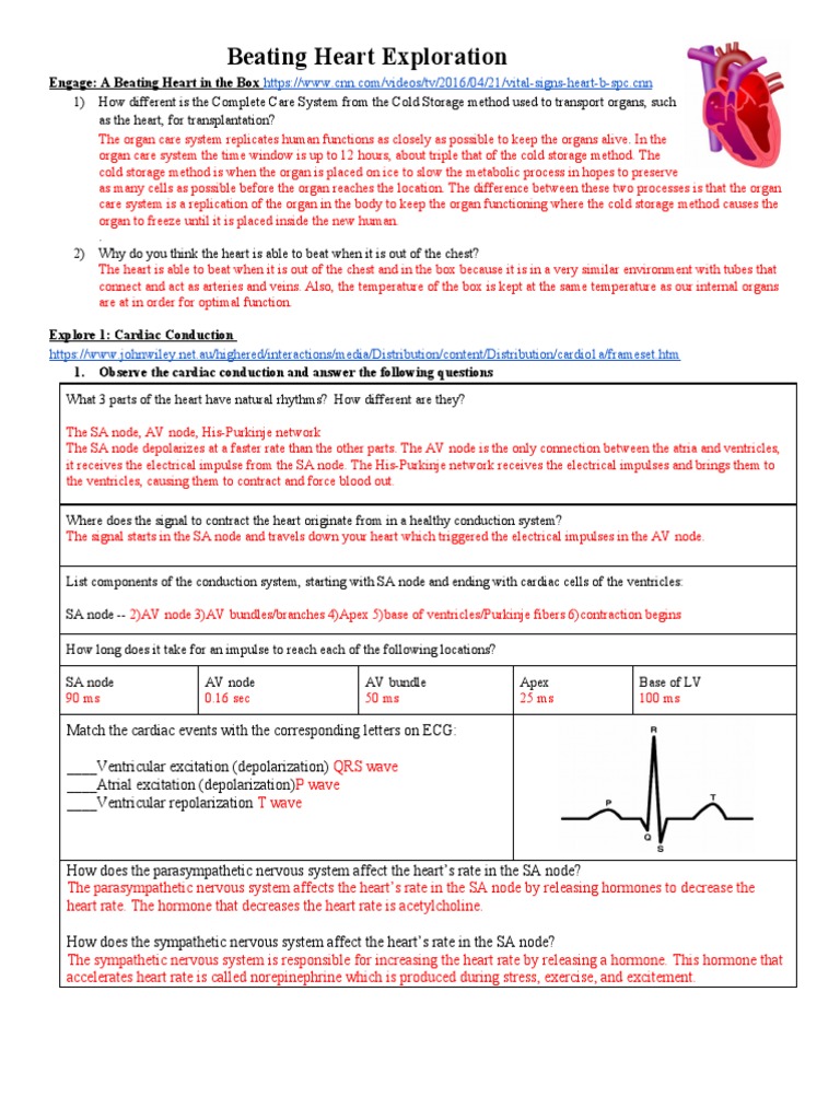 Beating Heart Exploration | PDF | Angiology | Heart