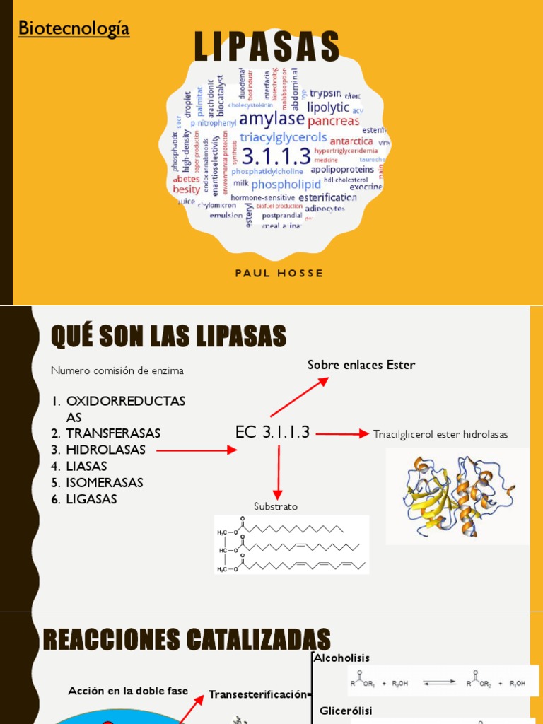 Lipasas Presentacion | PDF | gordo | Sustancias químicas