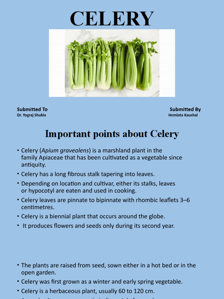 Celery | PDF | Celery | Botany