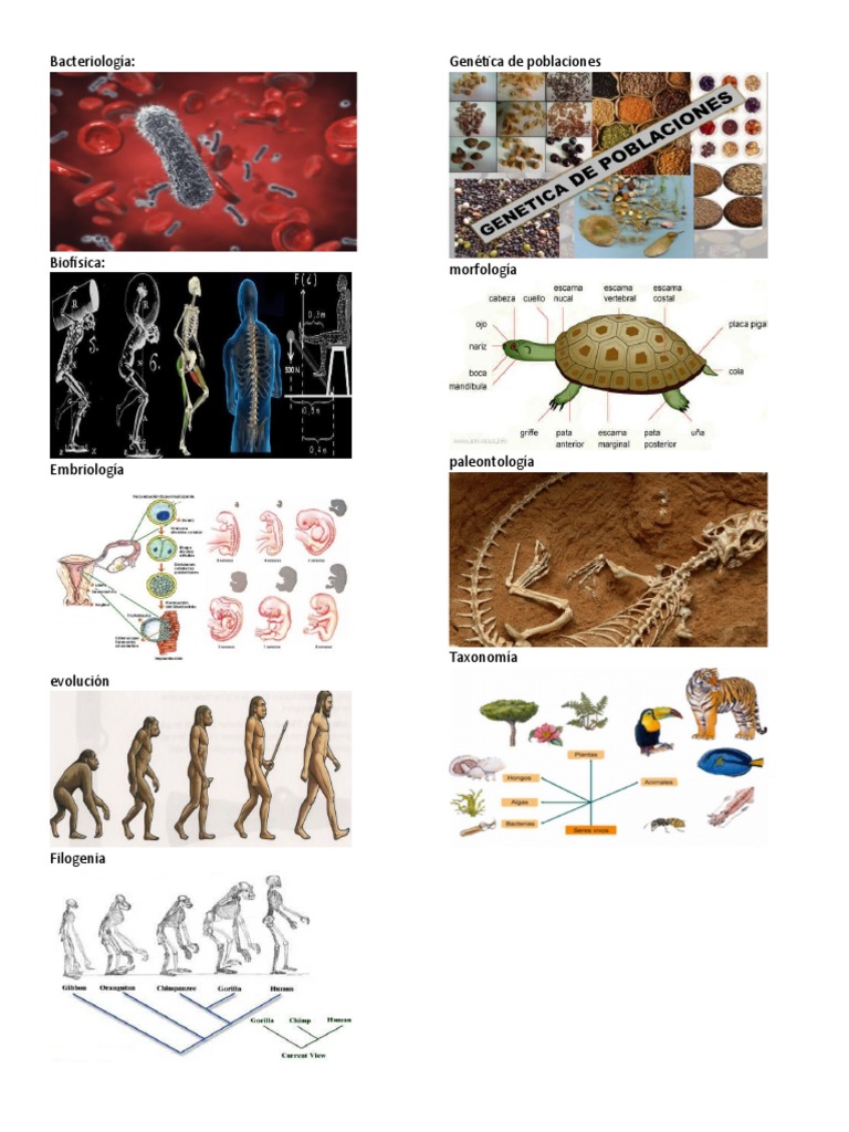 Bacterio Log Í A | PDF
