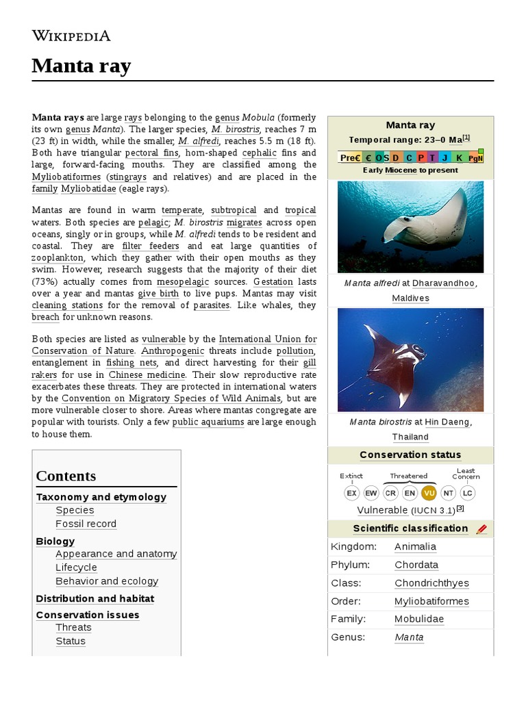 Manta Ray: Manta Ray Manta Rays Are Large Rays Belonging To The Genus ...