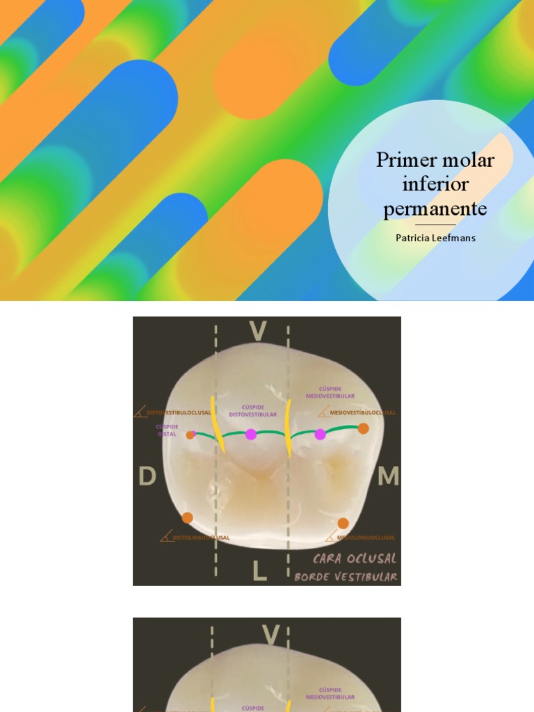 Primer Molar Inferior Permanente. Cara Oclusal | PDF