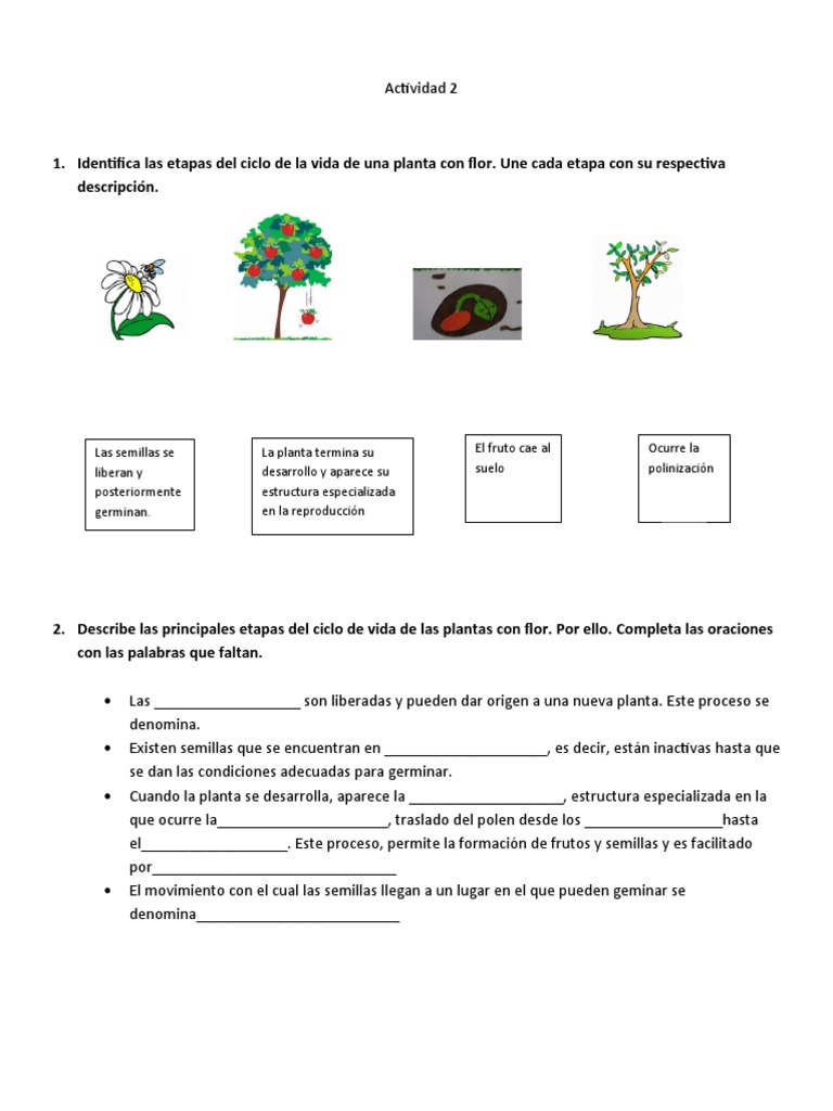 Actividades del Ciclo de Vida de Plantas | PDF | Ciencia y matemáticas ...