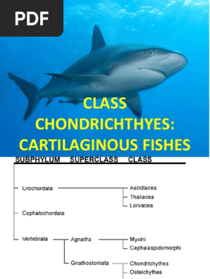 Class Chondrichthyes