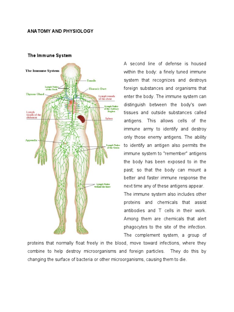 Anatomy and Physiology of the Immune System | PDF | Lymphatic System ...