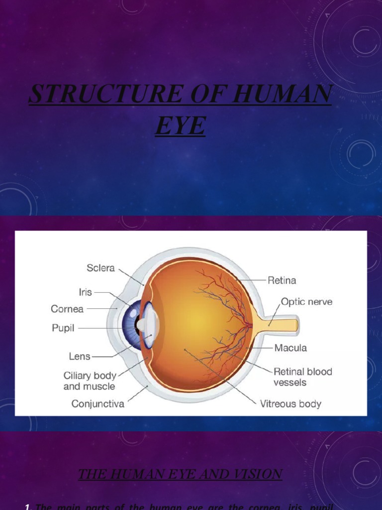 Structure of Human Eye Dipiy | PDF | Eye | Cornea