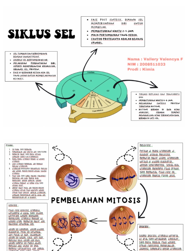 Siklus Sel | PDF