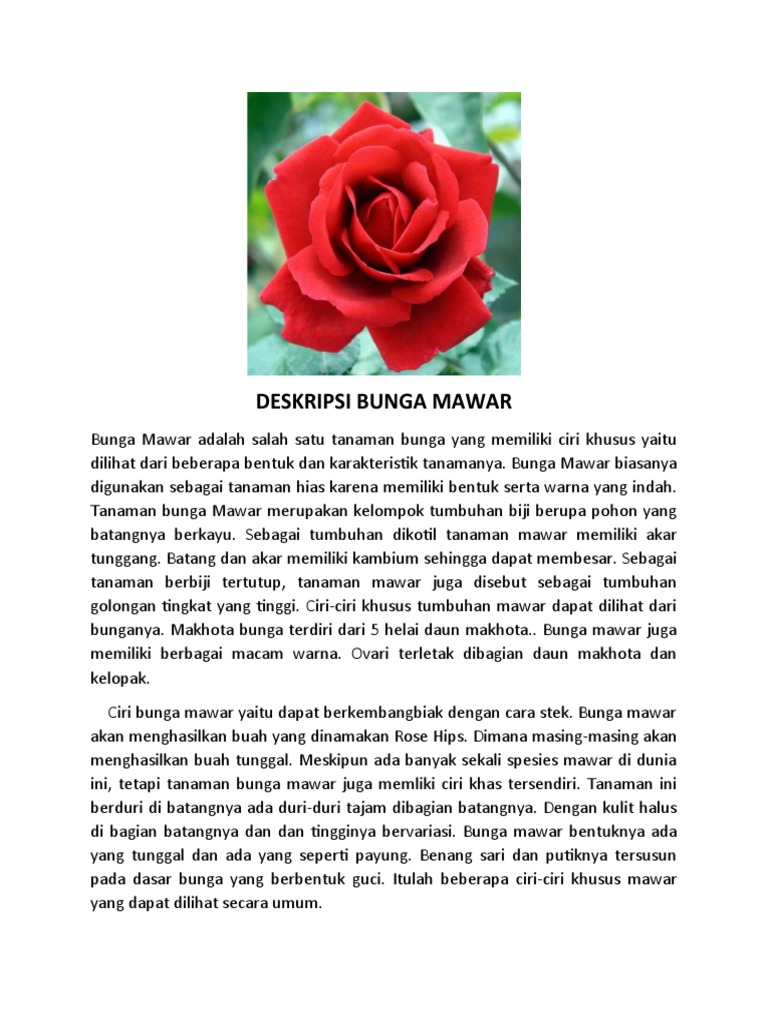 Deskripsi Bunga Mawar | PDF