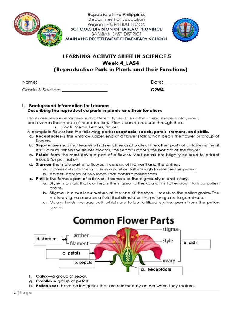 LAS-SCI5 - 4 - Plants Parts | PDF | Flowers | Petal