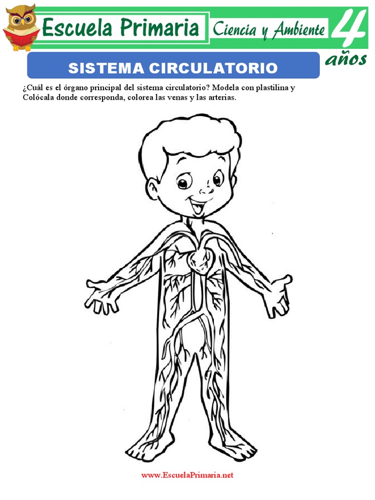Sistema Circulatorio Para Ninos De Cuatro Anos Pdf