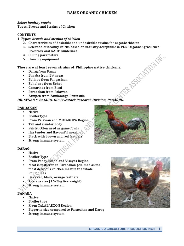Raise Organic Chicken: Select Healthy Stocks | PDF | Selective Breeding ...