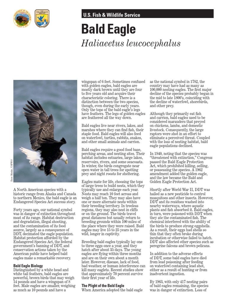 Bald Eagle Fact Sheet | PDF | Bald Eagle | Eagle