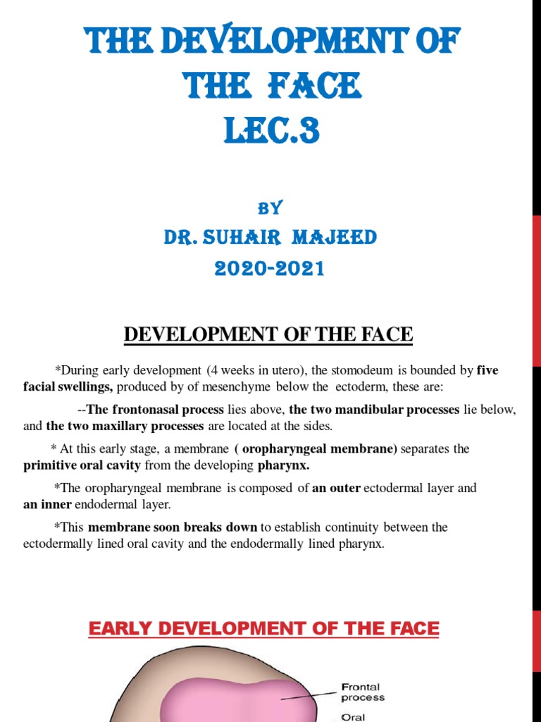 Face Development in Embryology | PDF | Skull | Human Nose