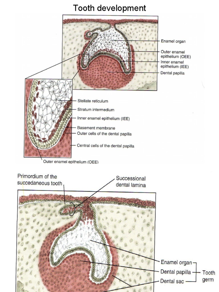 Tooth Development | PDF