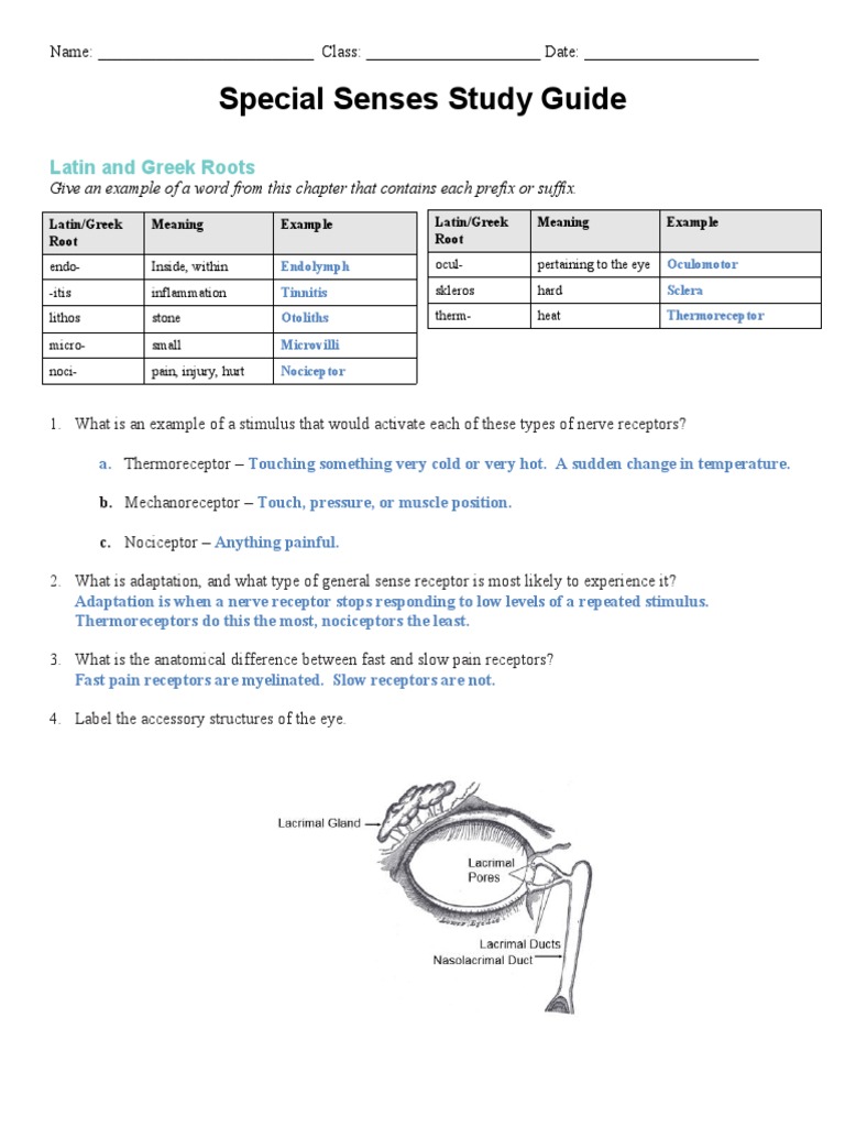 Special Senses Study Guide | PDF | Ear | Taste