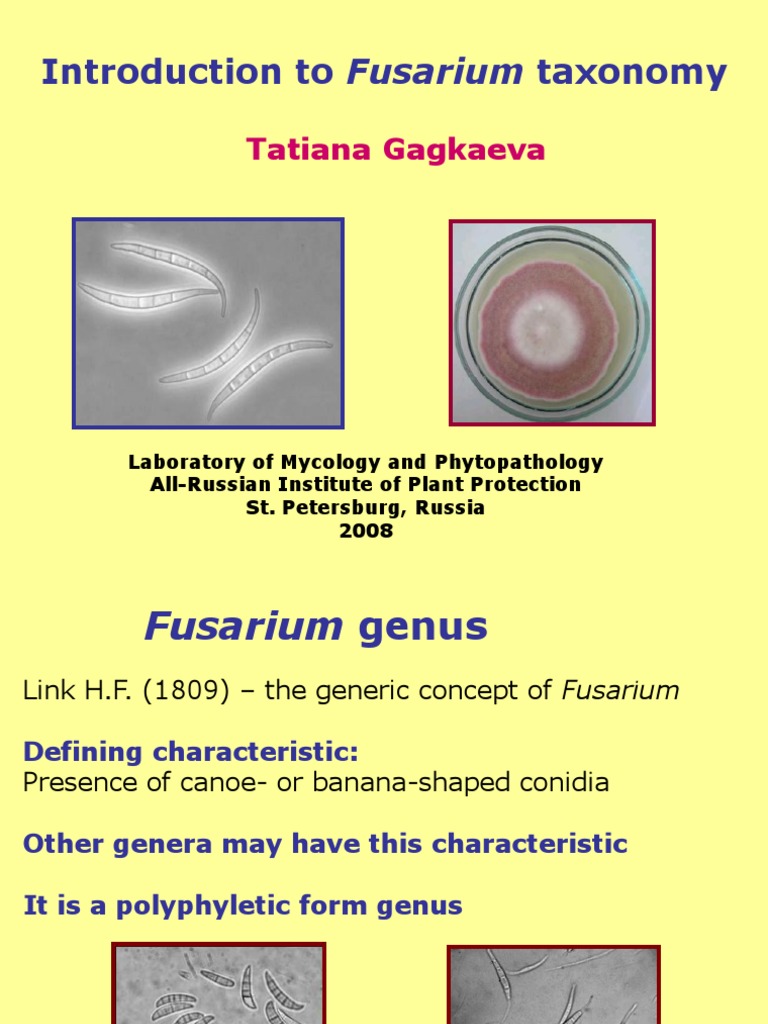 Fusarium Taxonomy Overview and Identification | PDF | Agar | Mycology