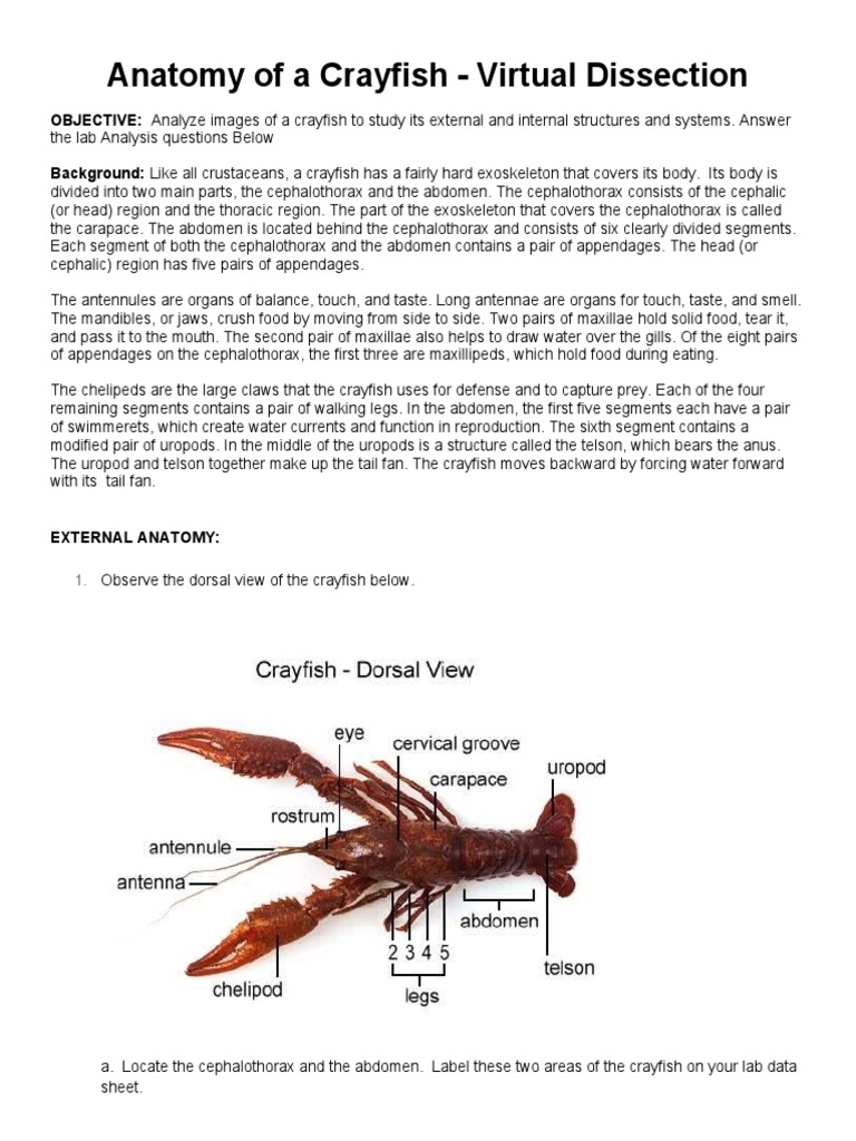 Crayfish Anatomy Sean Burke Online Crayfish Dissection | PDF