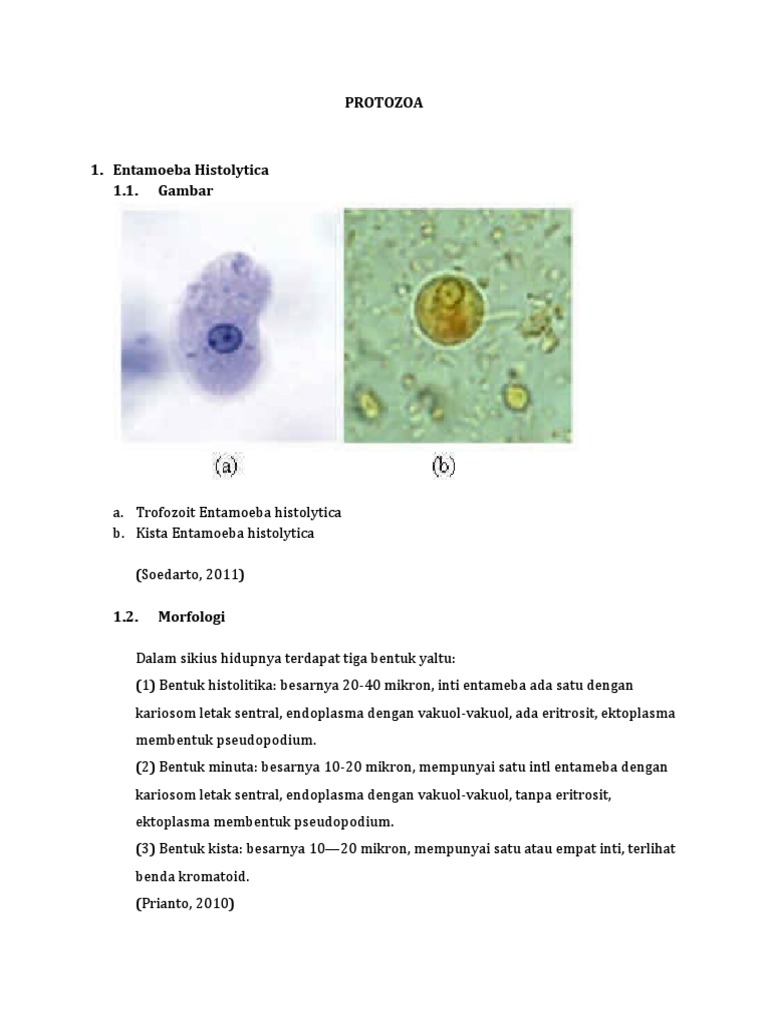PROTOZOA | PDF