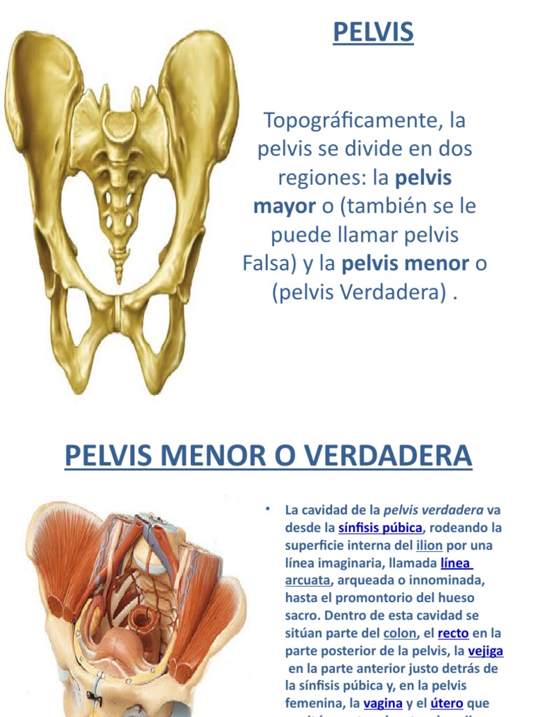 Pelvis | PDF