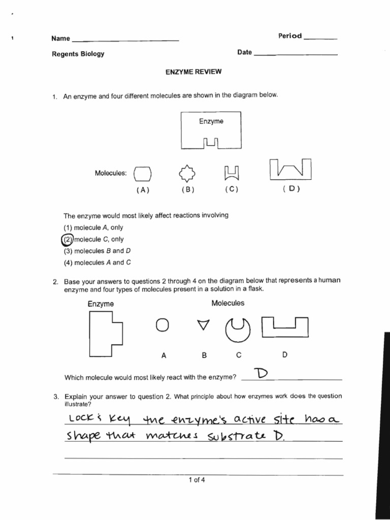 Enzyme Review Packet Answers | PDF | Enzyme | Digestion