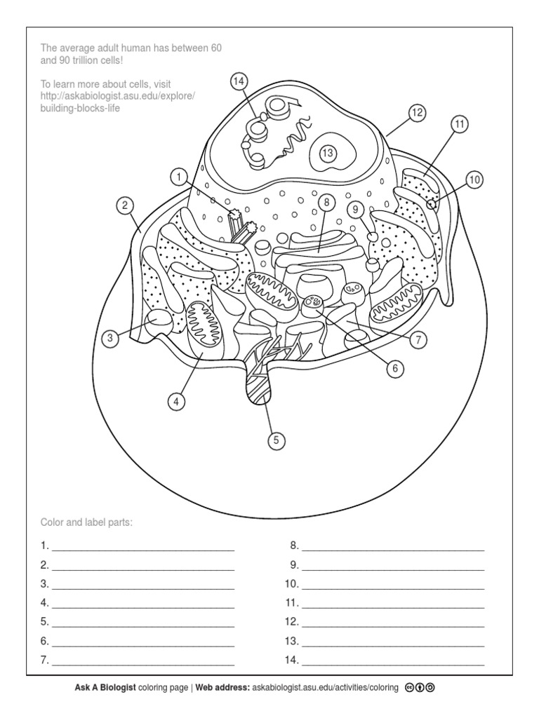 Animal Cell Worksheet | PDF