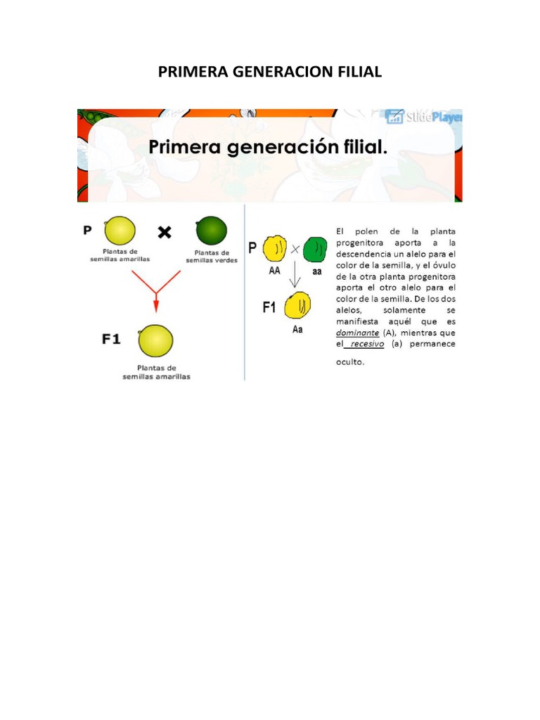 Primera Generacion Filial | PDF